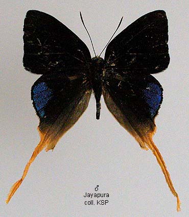 Papua Insects Foundation (Lepidoptera/Lycaenidae/Lycaeninae(Bindahara ...